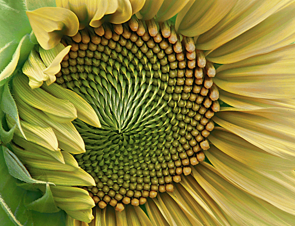 Coming Soon - Mike Moats - Award Winning Macro Photographer