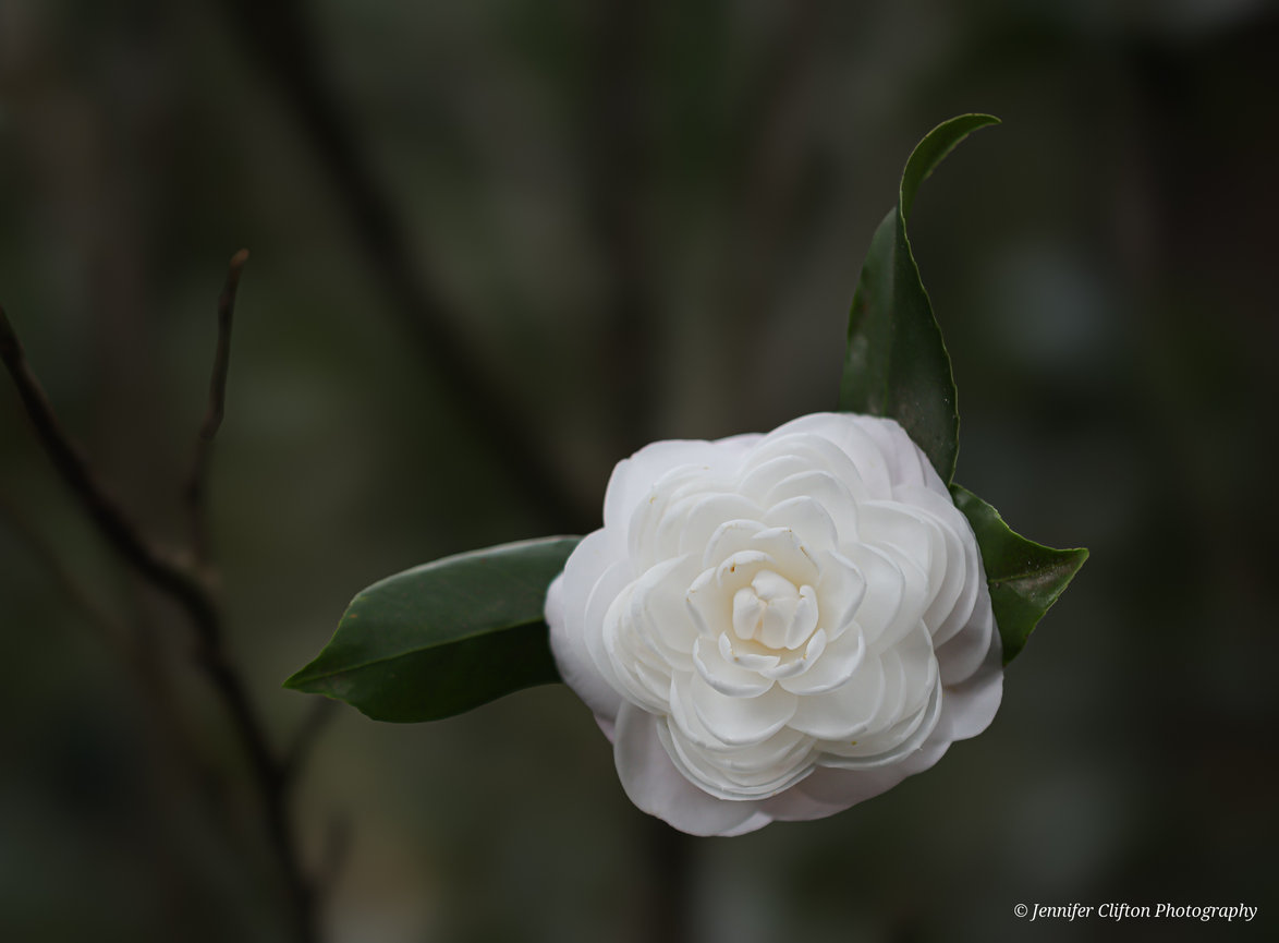 Jennifer Clifton - Featured Flower Photo Club Member - Mike Moats ...