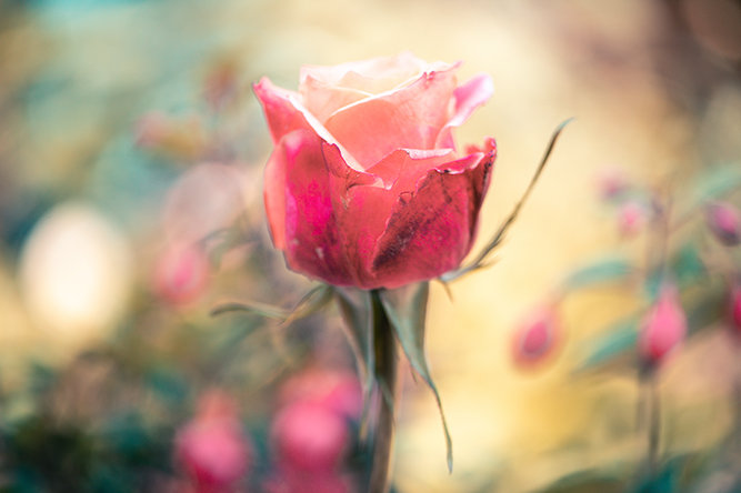 FLOWER GALLERY | Susan Phelps flower photography | Wokingham