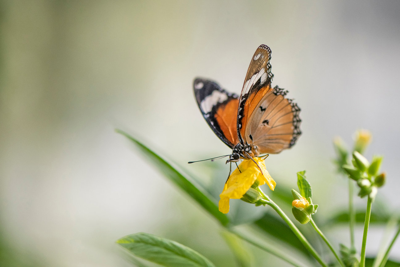 HOME | Susan Phelps Fine Art Flower PHOTOGRAPHY | WOKINGHAM