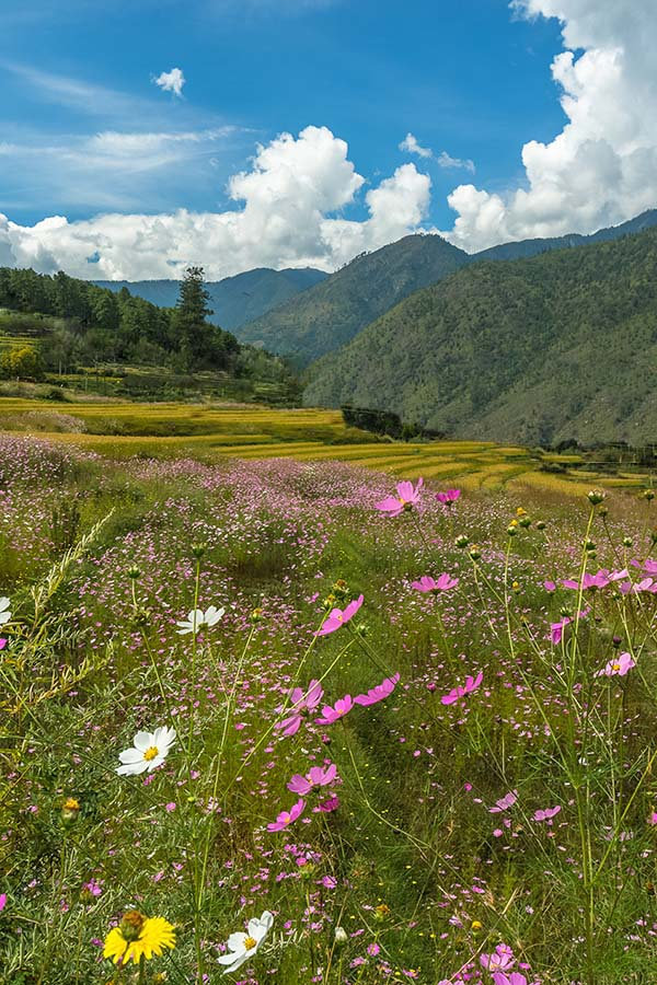 School Photo Backgrounds - Kenneth Brown Photography