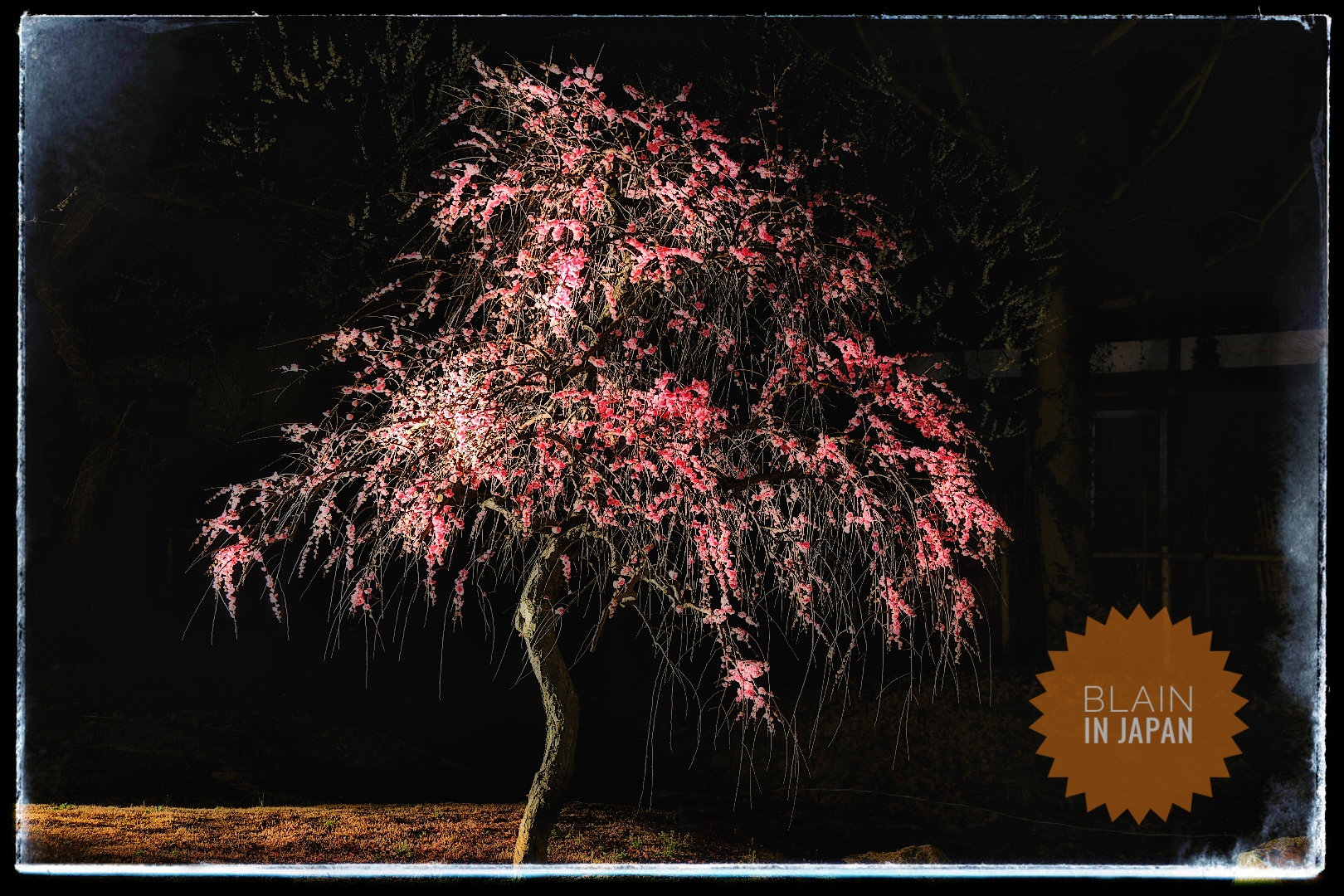 Shidarezakura - The Weeping Sakura - Japan Sakura Photo Tour - Workshop ...